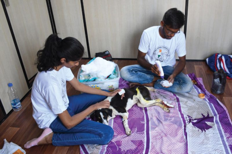 Our Impact – Stray Animal Foundation India