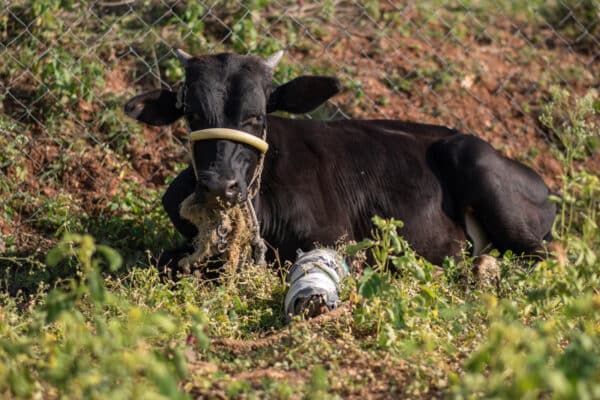 What Is Animal Abuse? Understanding the Different Forms and Their ...