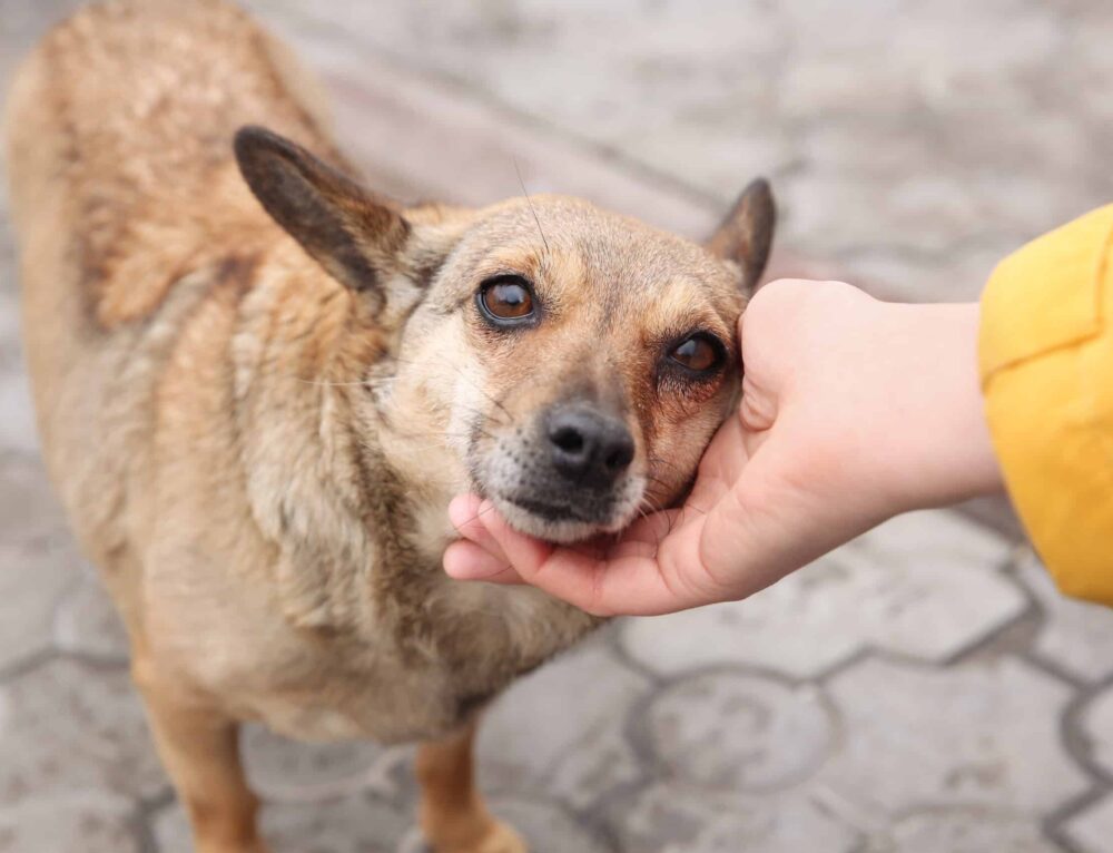 The Environmental Impact of Stray Animals – Stray Animal Foundation India