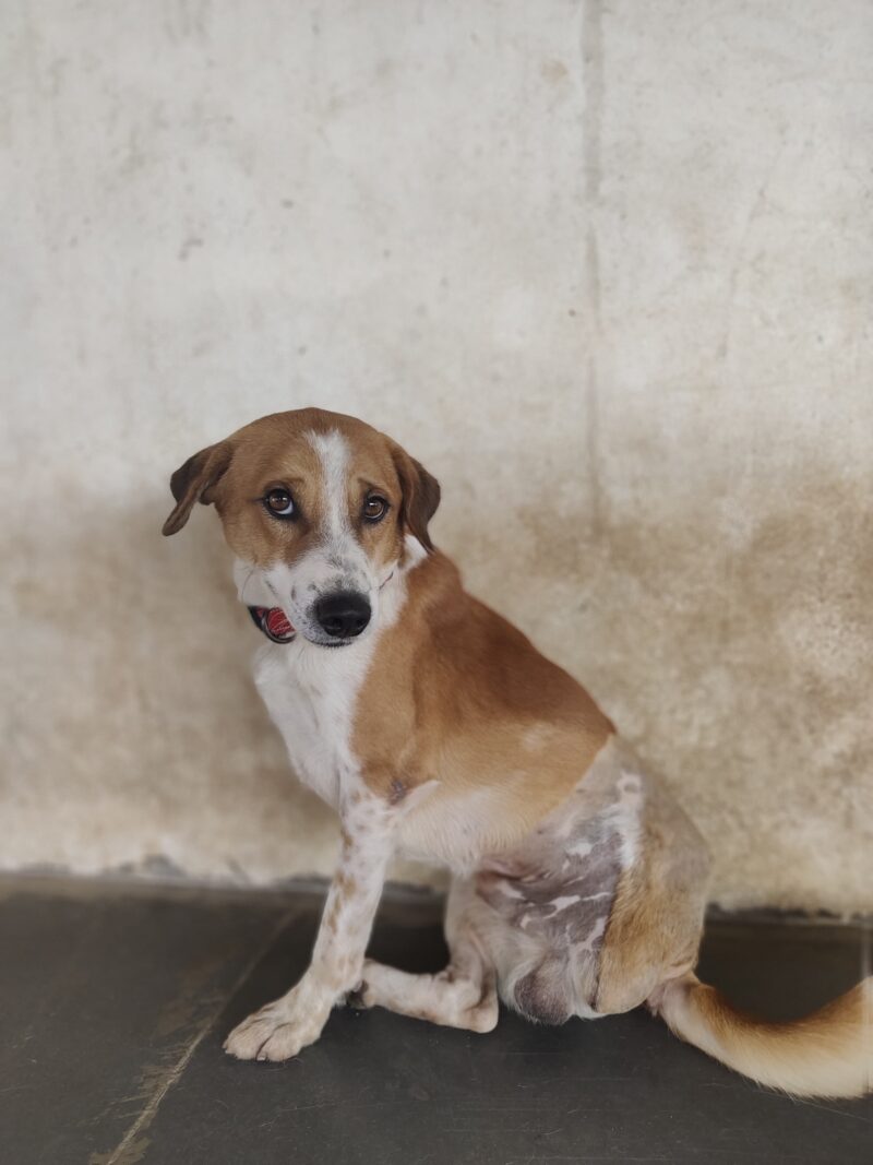 Stray Animal Foundation India – A Chance for India’s forgotten Animals